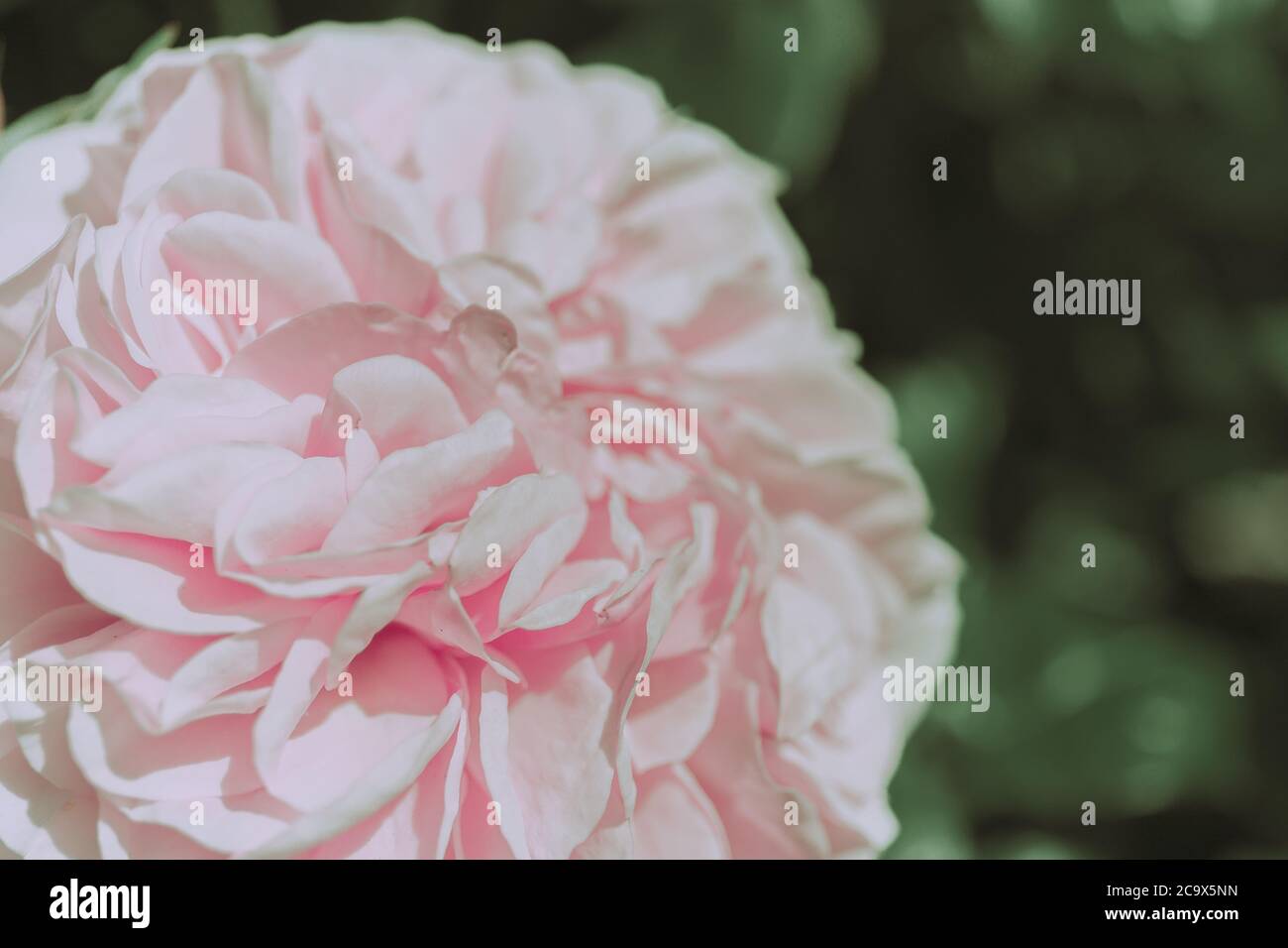 Beautiful Rose on Vintage style; nature background Stock Photo - Alamy