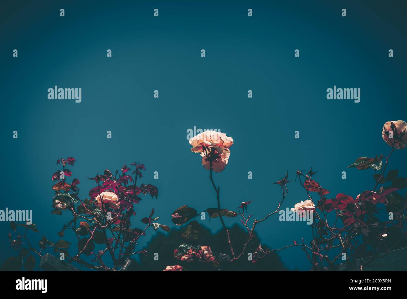 Beautiful Rose on Vintage style; nature background Stock Photo - Alamy