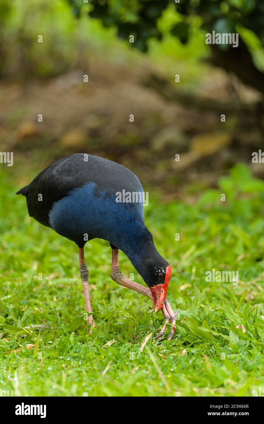 Pukeko portrait hi-res stock photography and images - Alamy