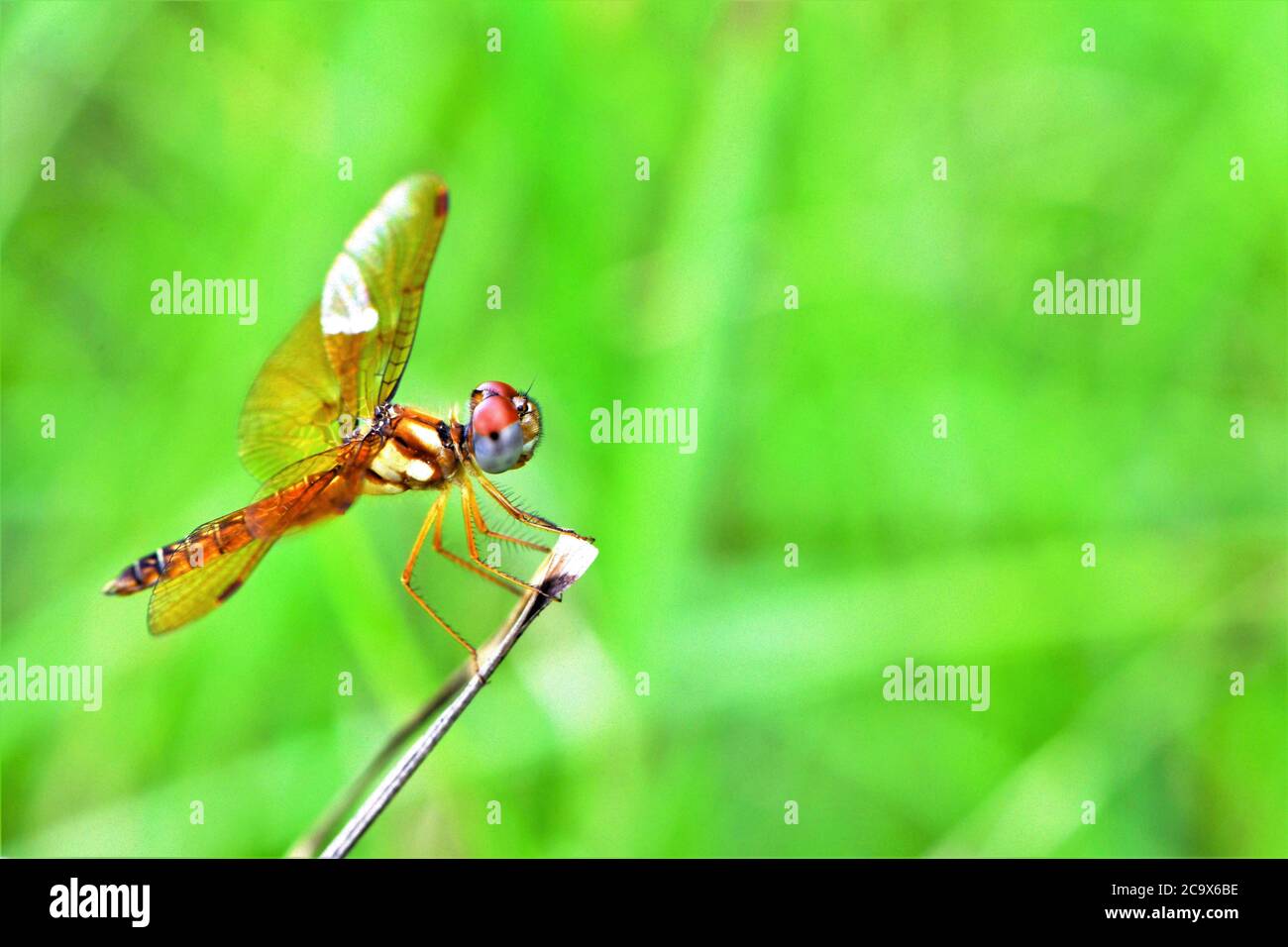 Male eastern amberwing dragonfly Stock Photo - Alamy