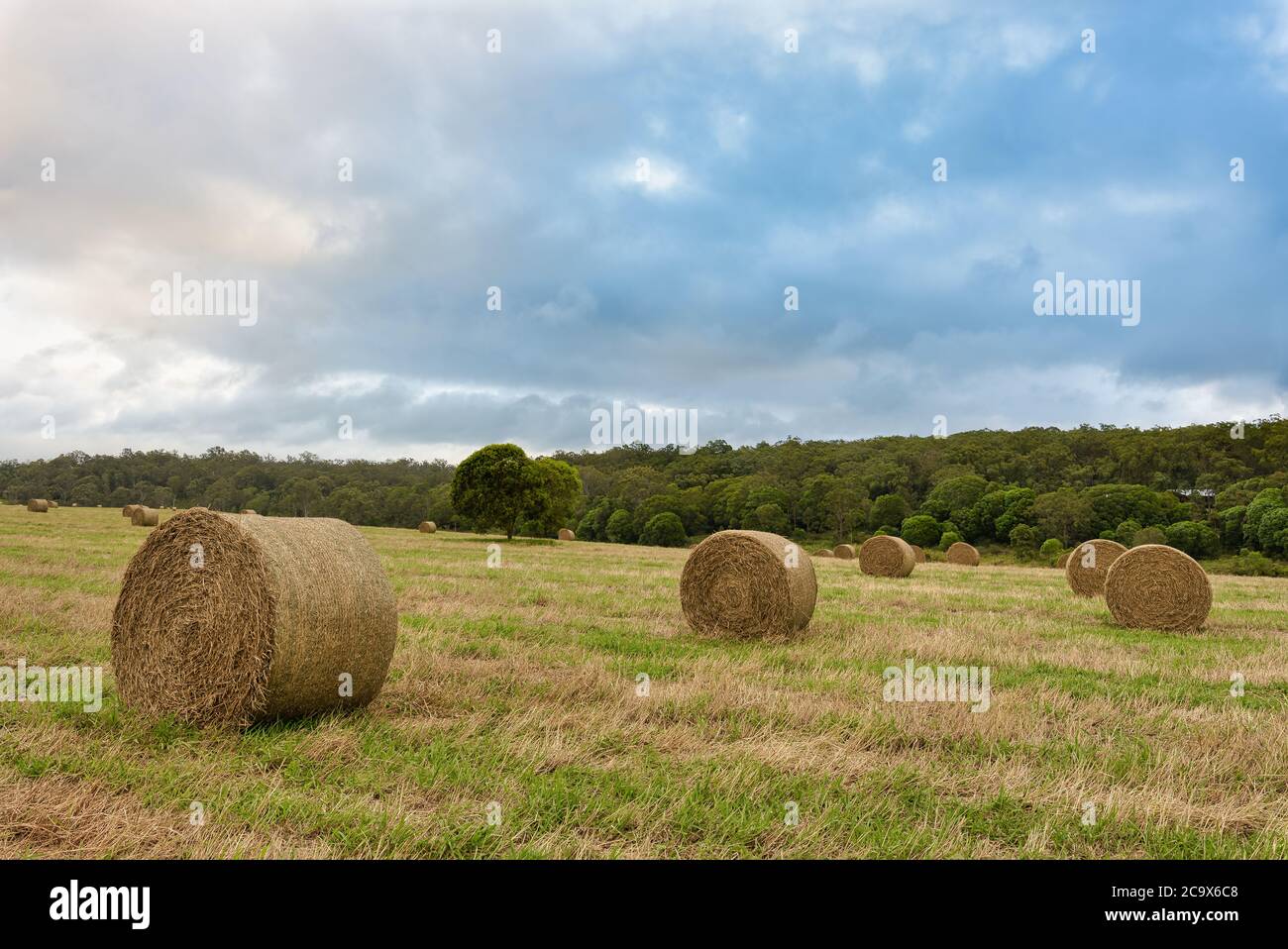 Hay bales lay wrapped and ready for pickup and delivery on a hay field ...
