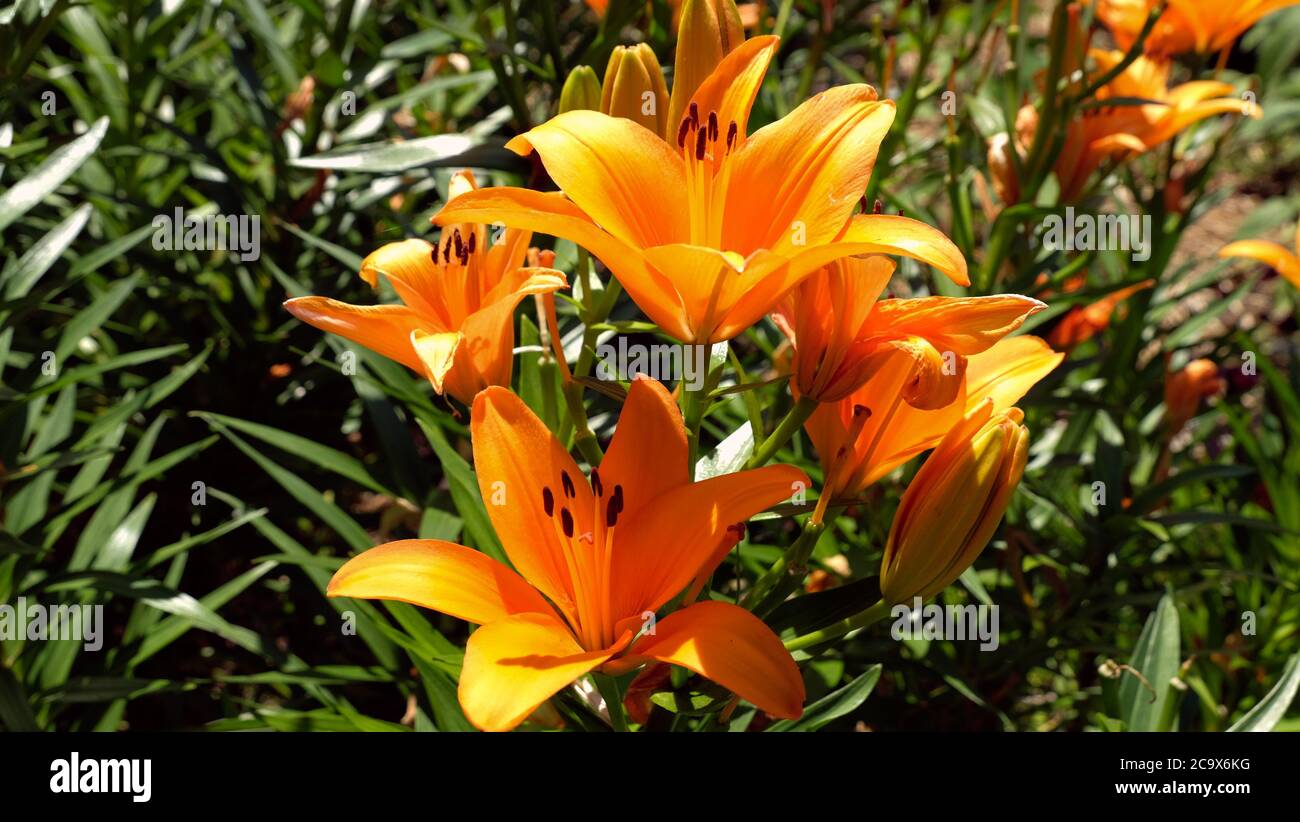Flower views hi-res stock photography and images - Alamy