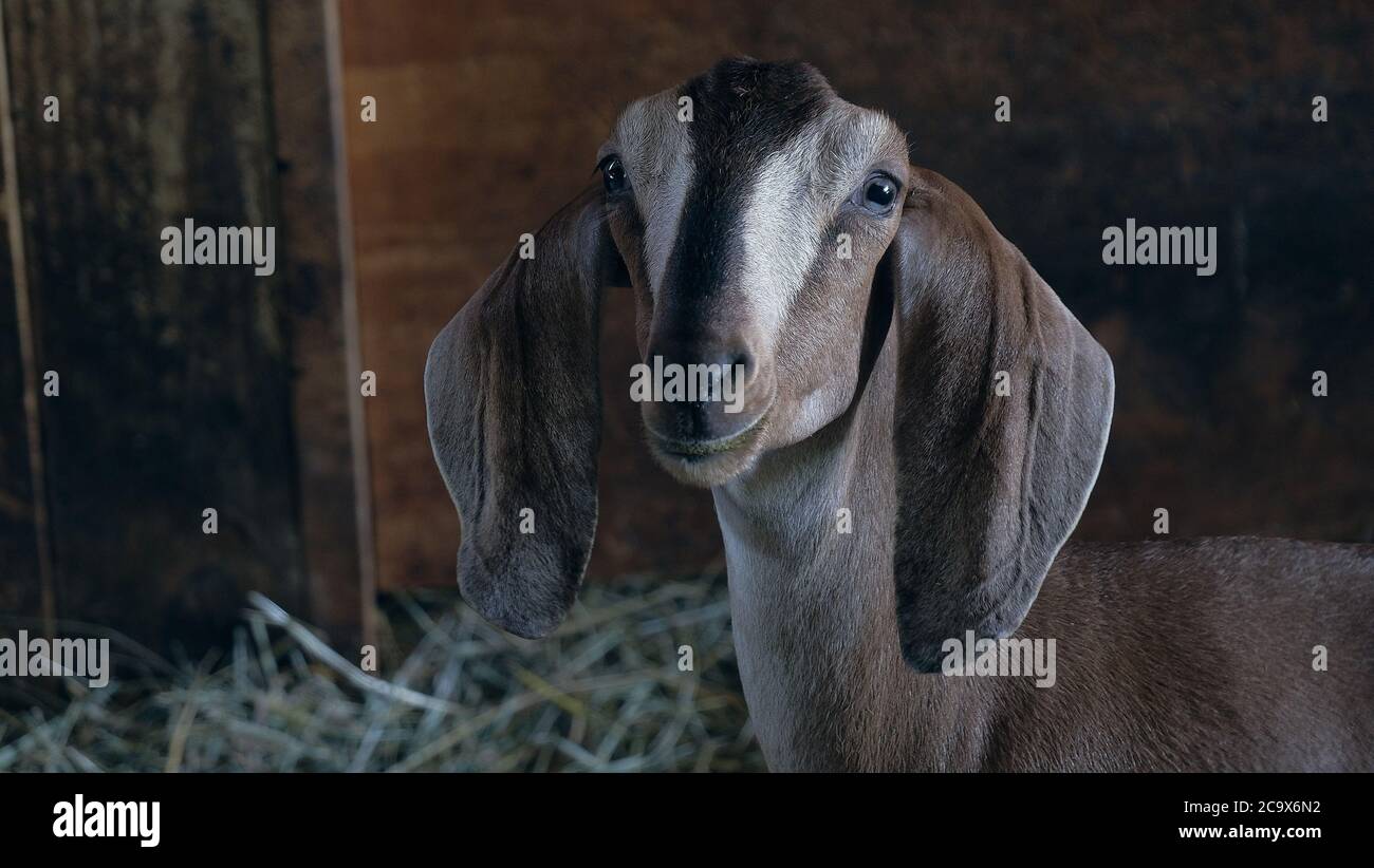 Nubian goat kid hi-res stock photography and images - Alamy