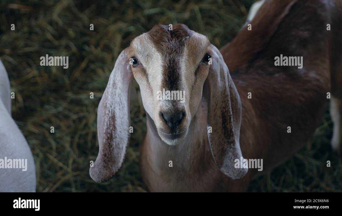 Curious goat looks upward Stock Photo - Alamy
