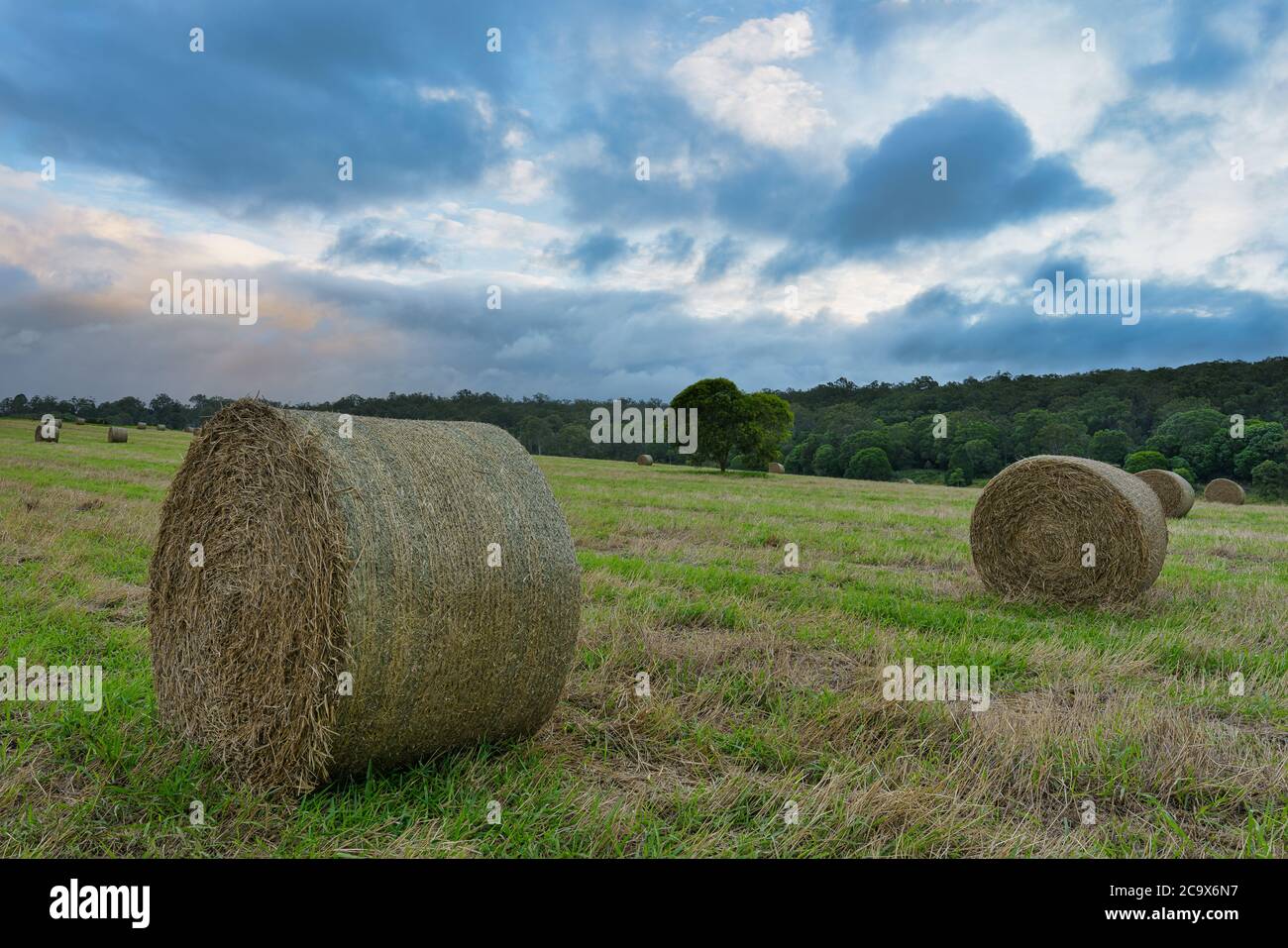 Hay bales lay wrapped and ready for pickup and delivery on a hay field ...