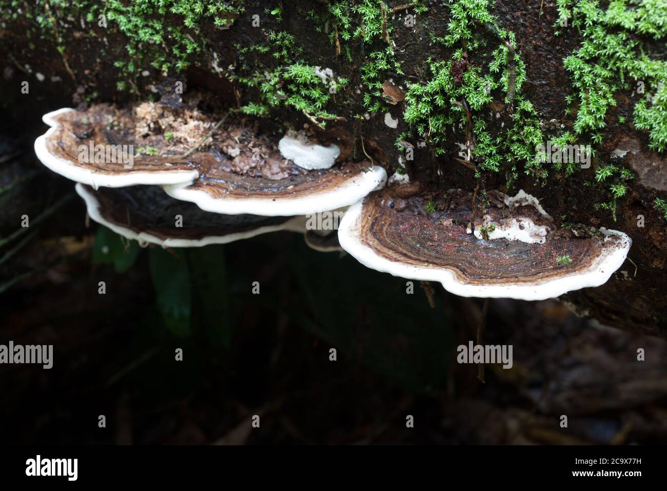 Artist's Bracket Fungus (Ganoderma australe) growing on fallen log ...