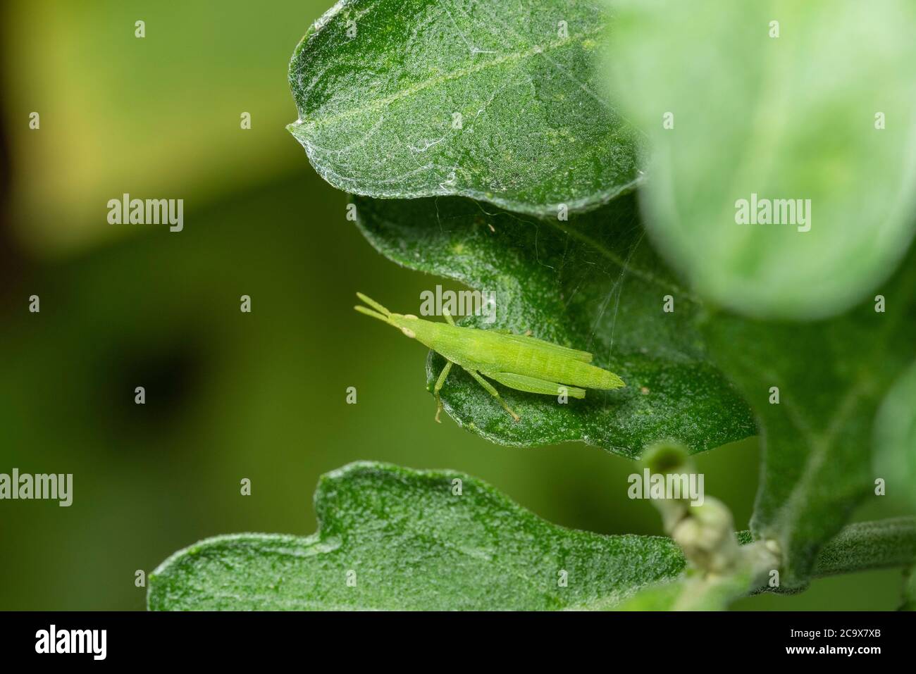 Atractomorpha lata hi-res stock photography and images - Alamy