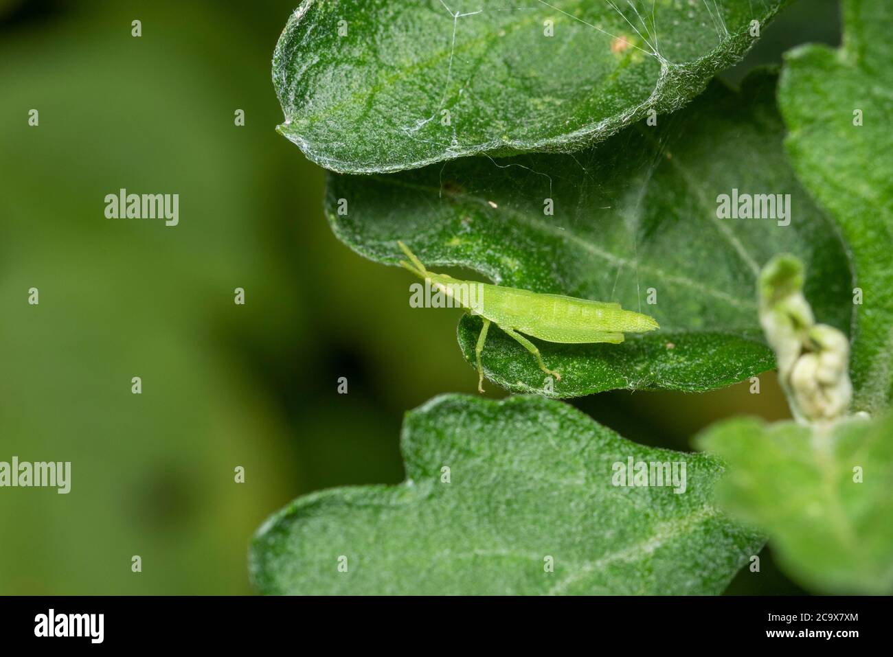 Young Atractomorpha lata, Isehara City, Kanagawa Prefecture, Japan ...
