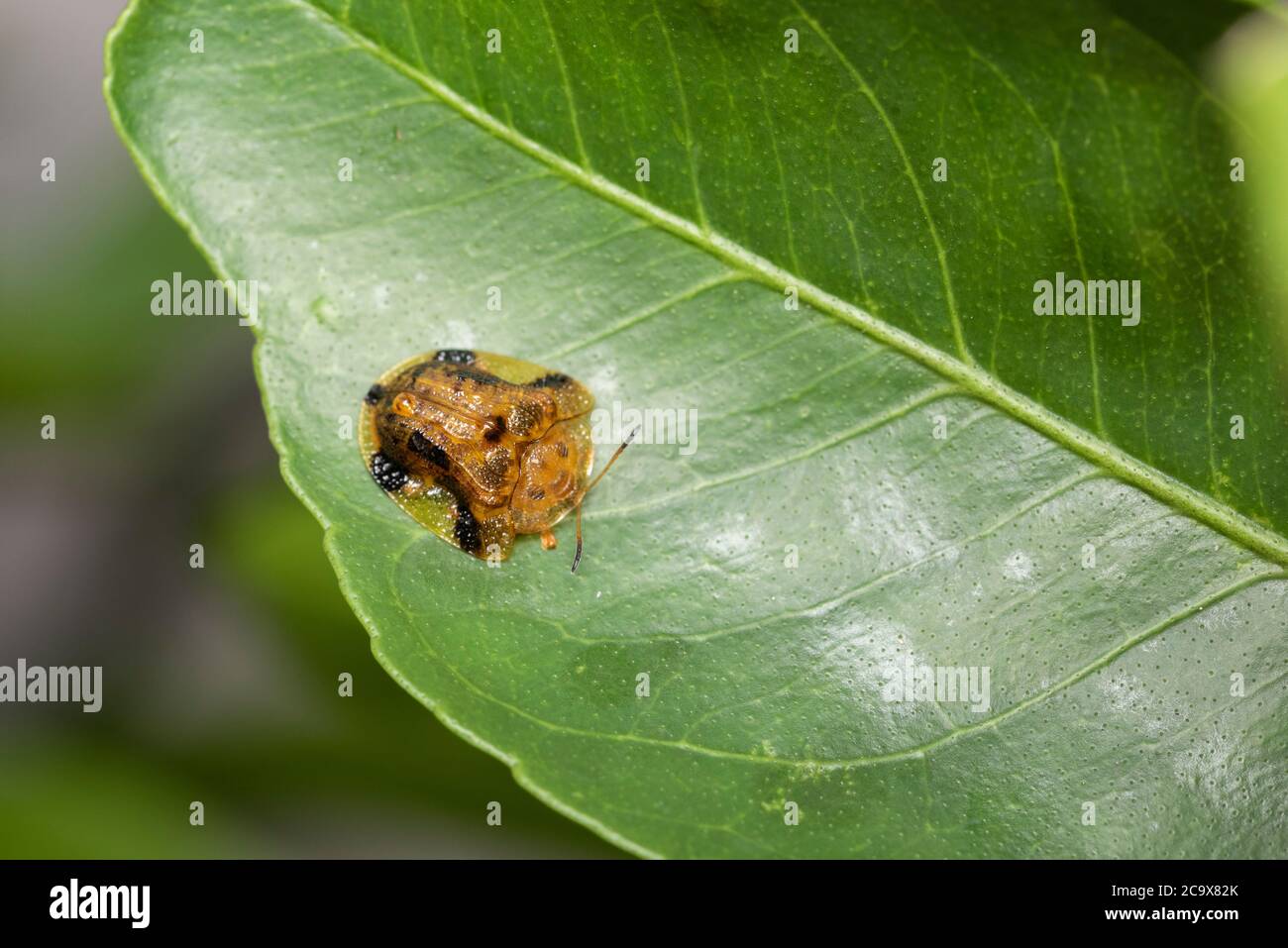 Satsuma tree hi-res stock photography and images - Alamy