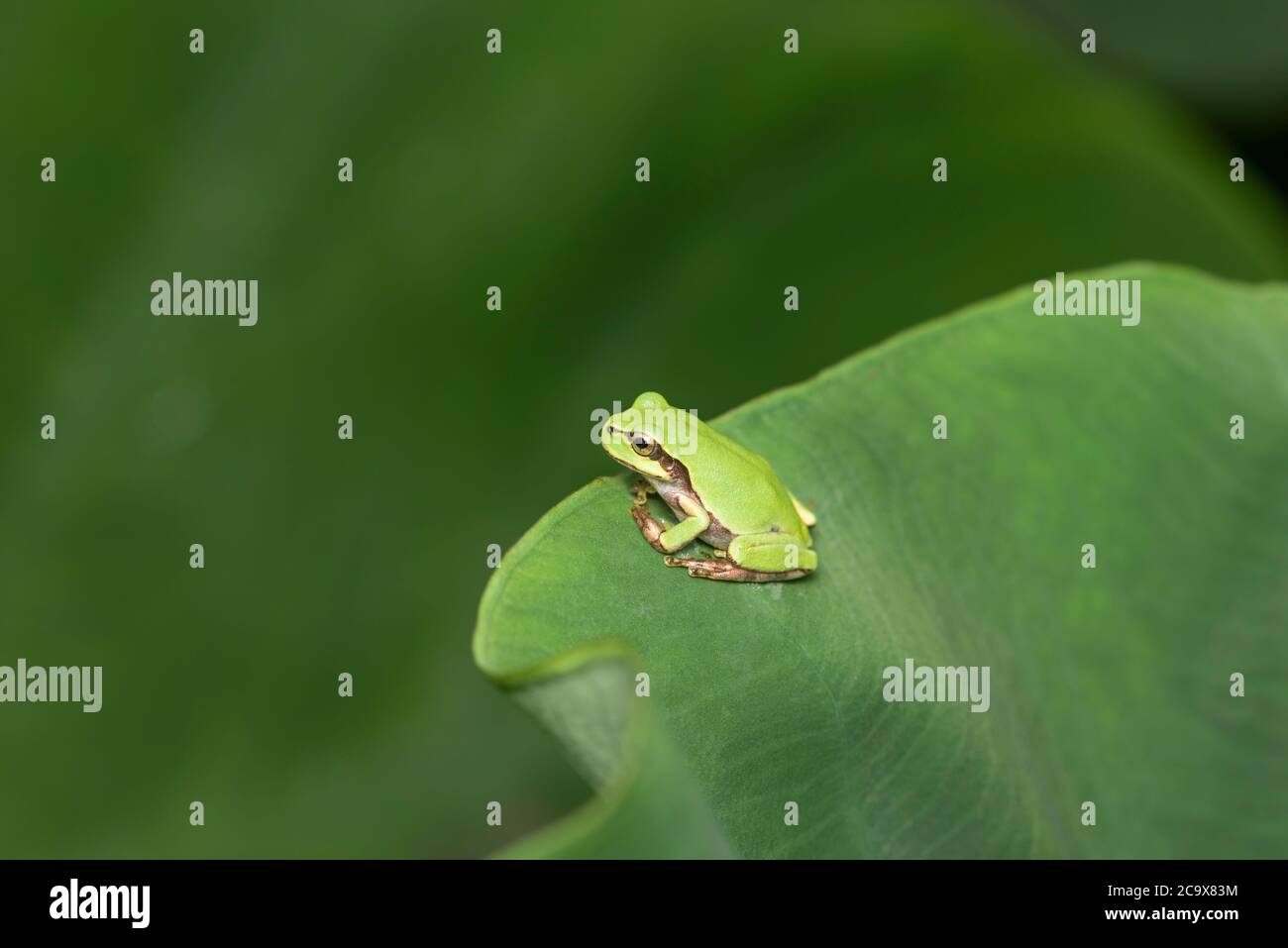 Japanese tree frog (Dryophytes japonicus), on Colocasia esculenta ...