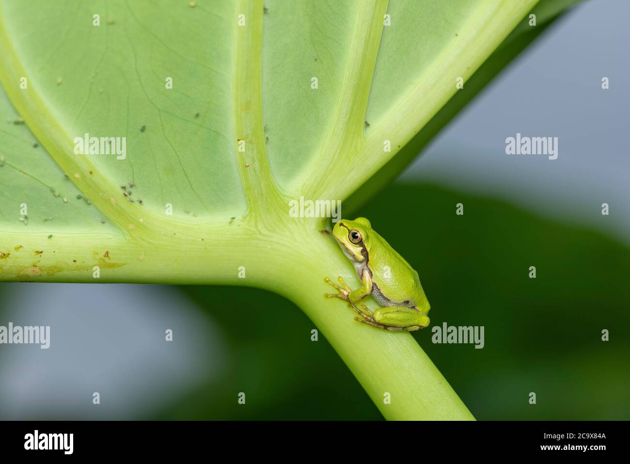 Japanese tree frog (Dryophytes japonicus), on Colocasia esculenta ...