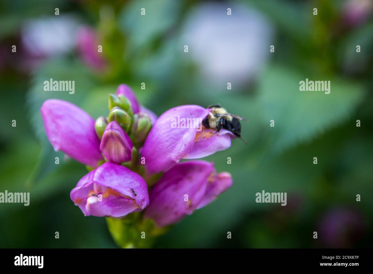 A beautiful Lythraceae flower in Brainerd, Minnesota Stock Photo - Alamy