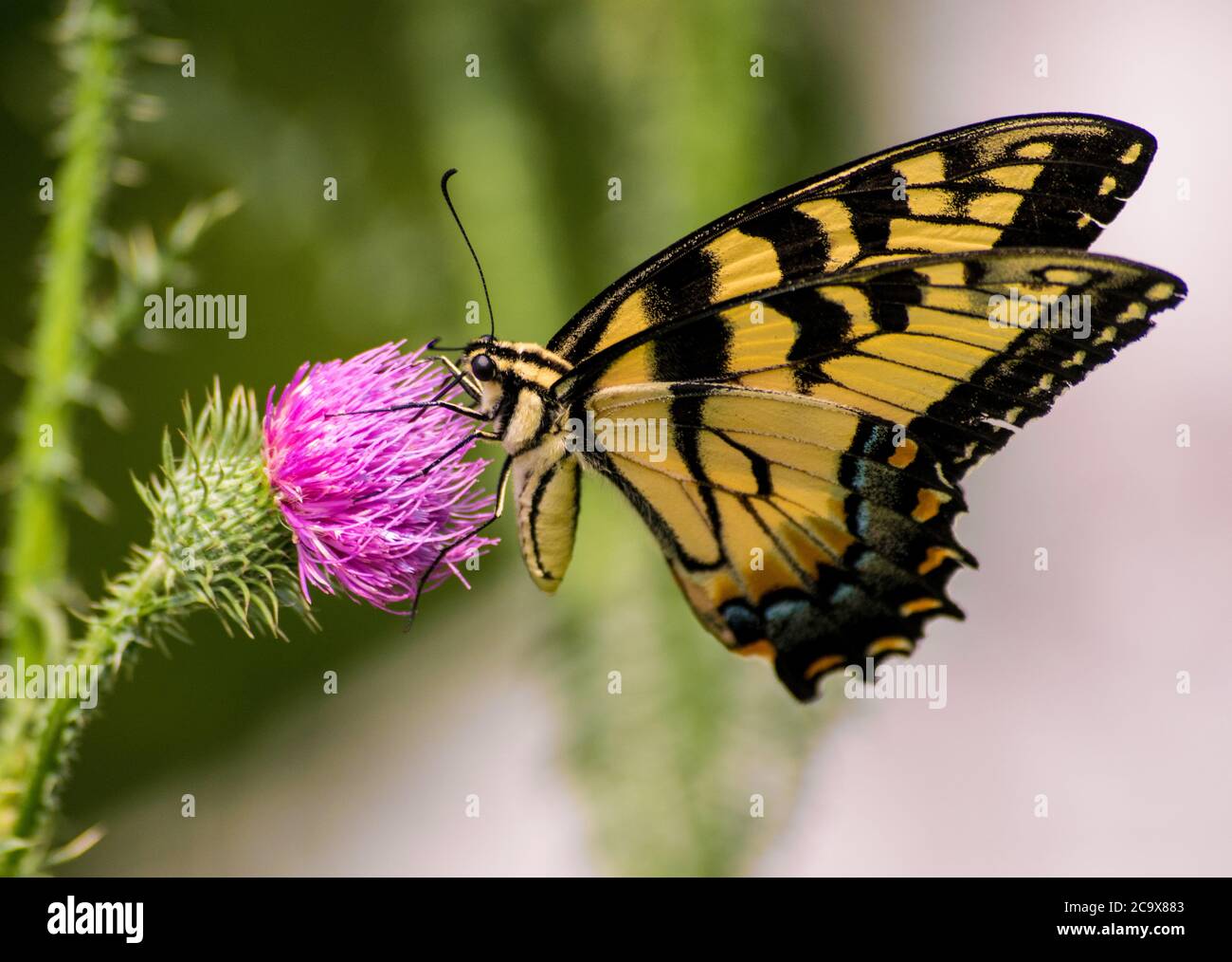 Butterfly flying yellow hi-res stock photography and images - Alamy