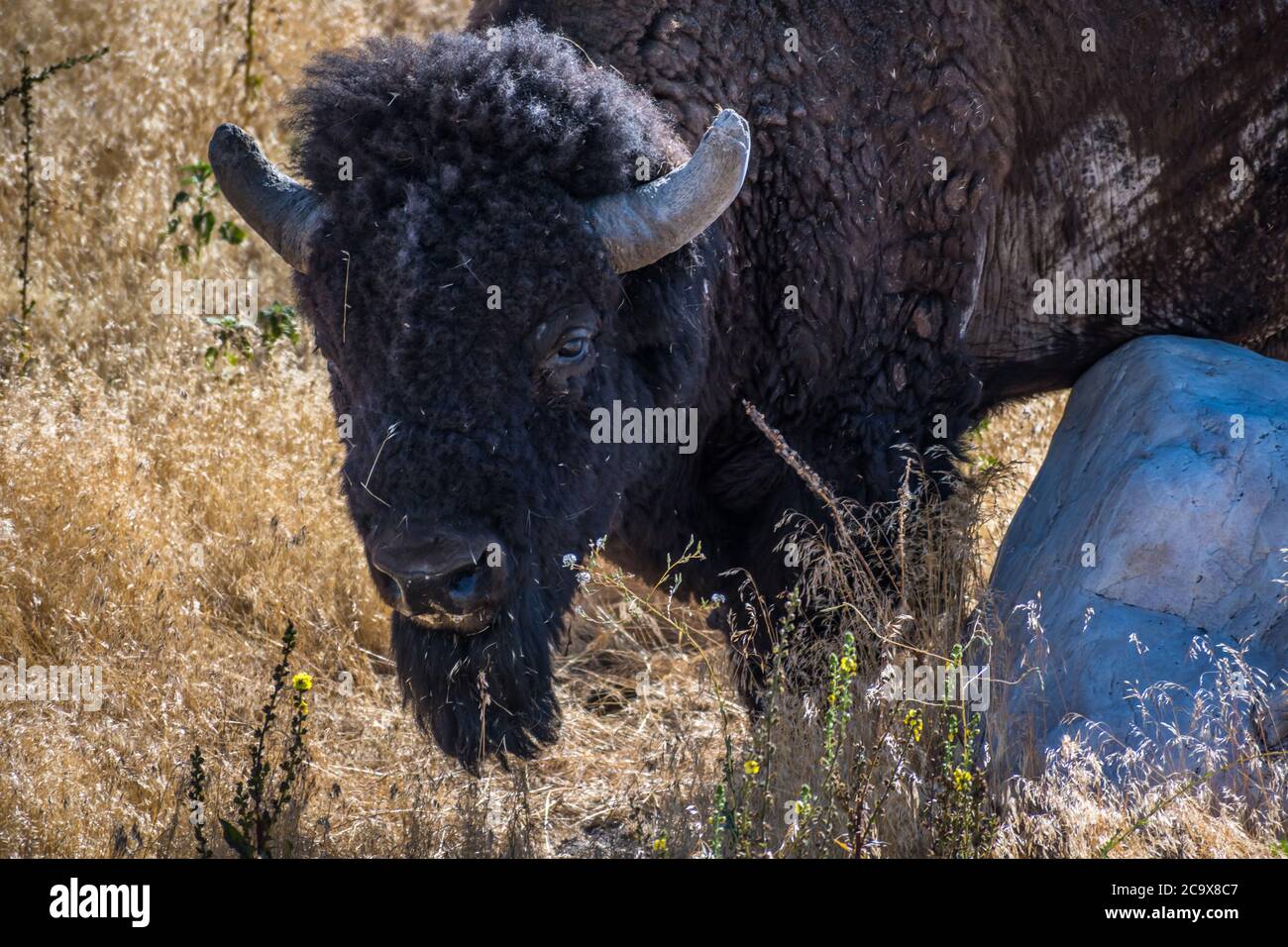 American Bison in the field of Antelope Island State Park, Utah Stock ...