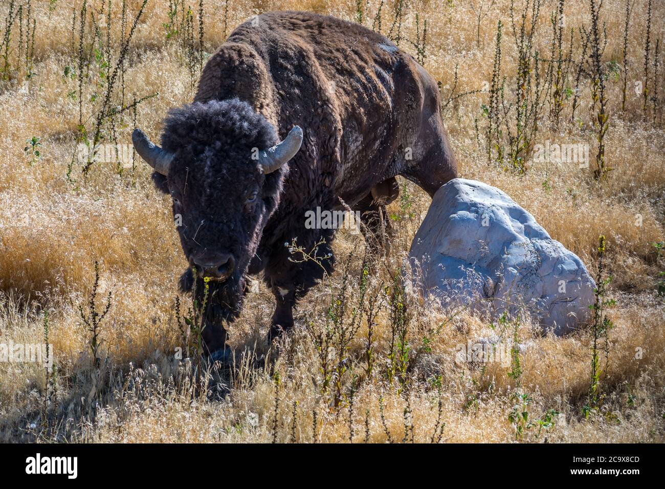 American Bison in the field of Antelope Island State Park, Utah Stock ...