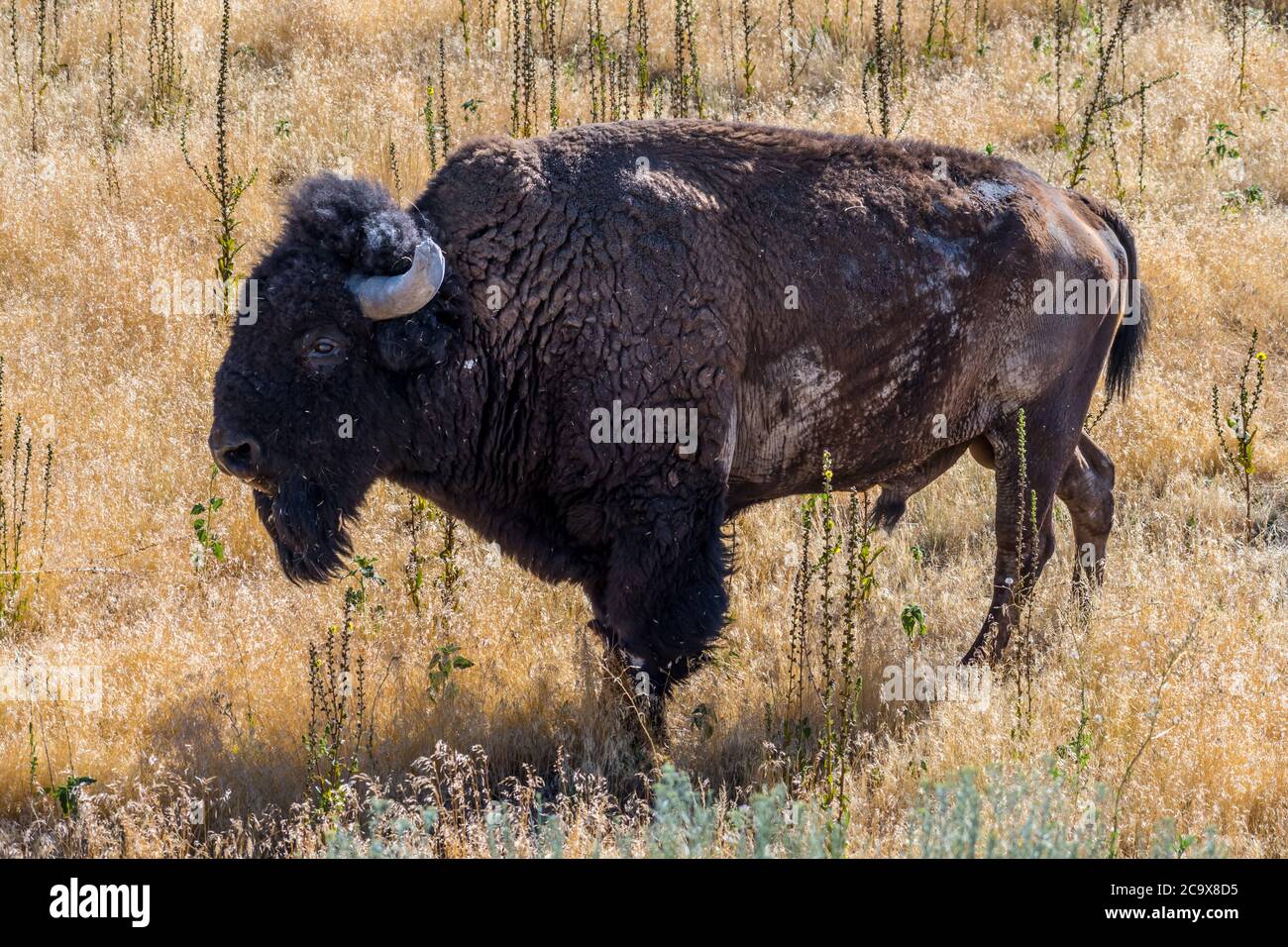 American Bison in the field of Antelope Island State Park, Utah Stock ...