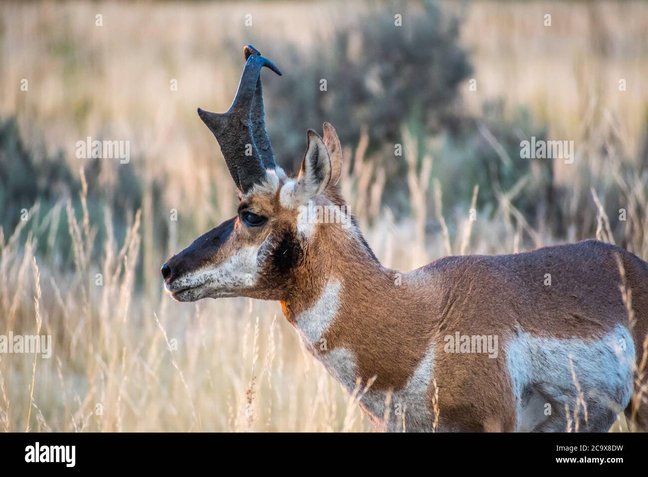 Pronghorn in the field of Antelope Island State Park, Utah Stock Photo ...