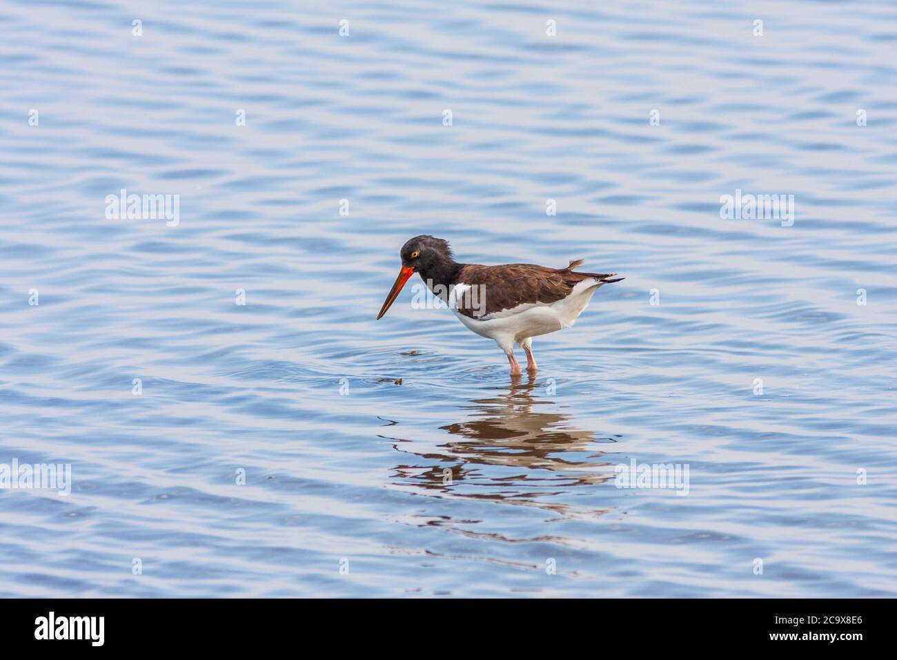 Texas city dike hi-res stock photography and images - Alamy