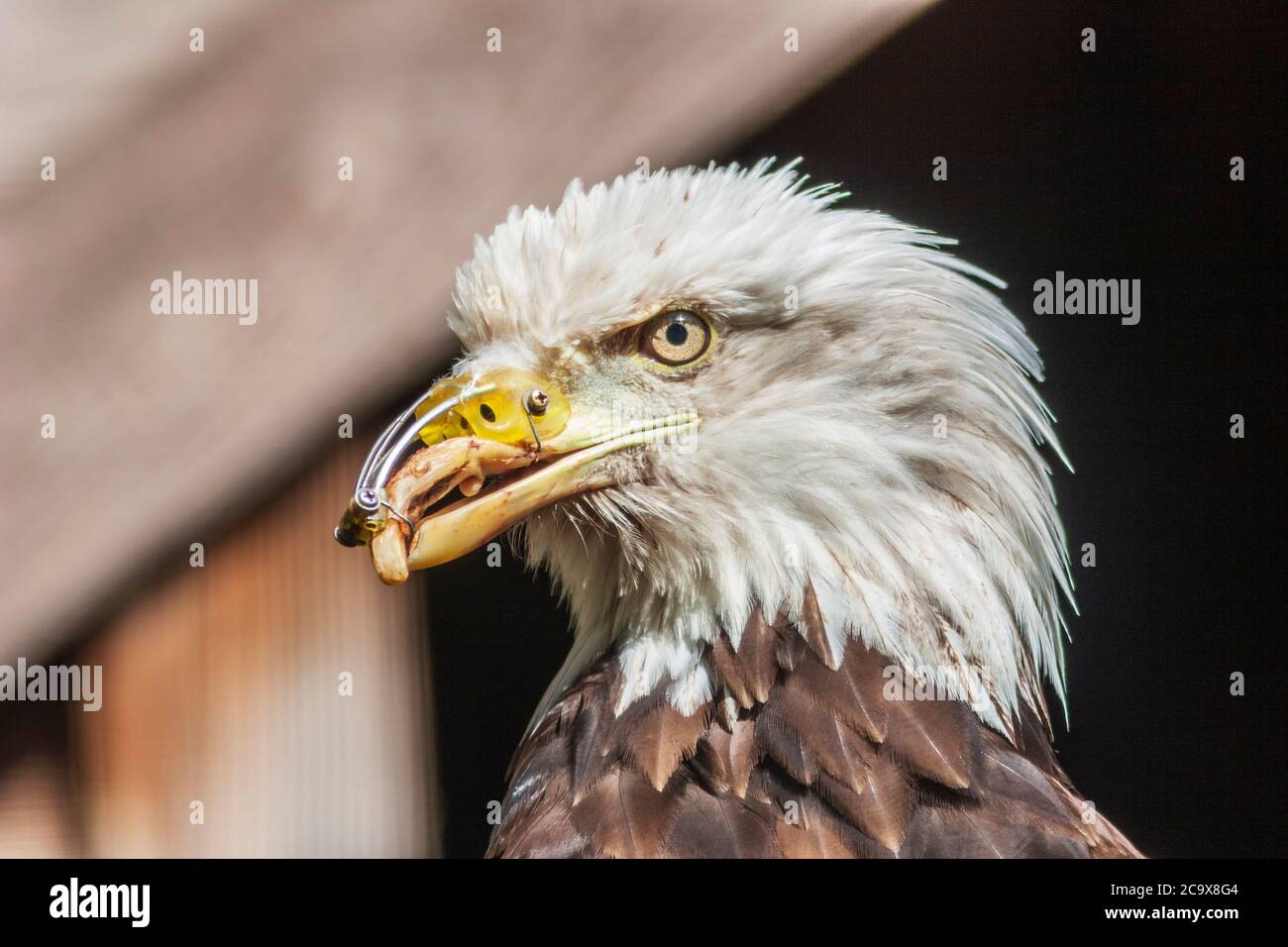 Freedom Eagle Tear