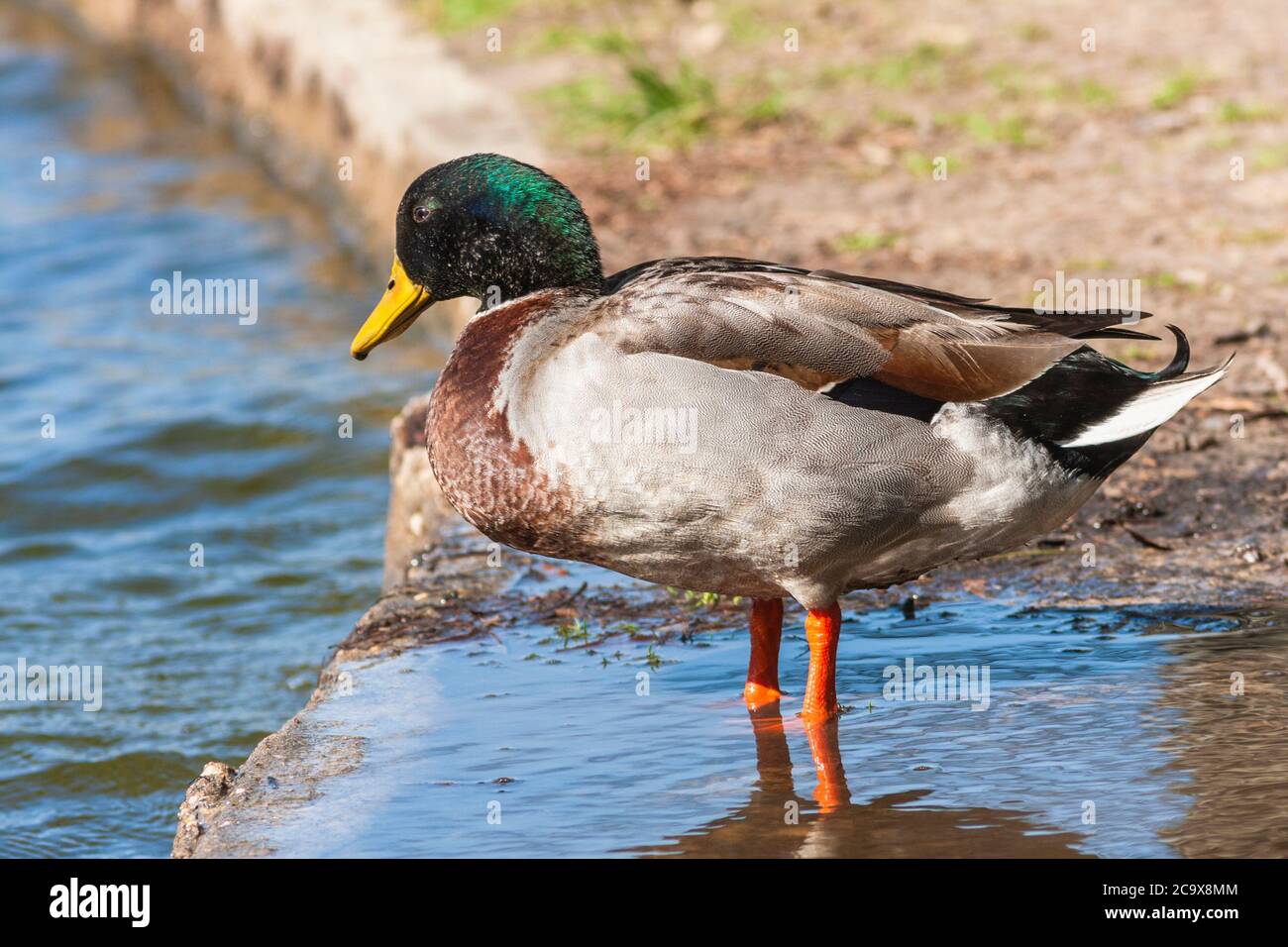 Mallard Duck, Anas platyrhynchos, at McGovern Lake in Hermann Park in ...