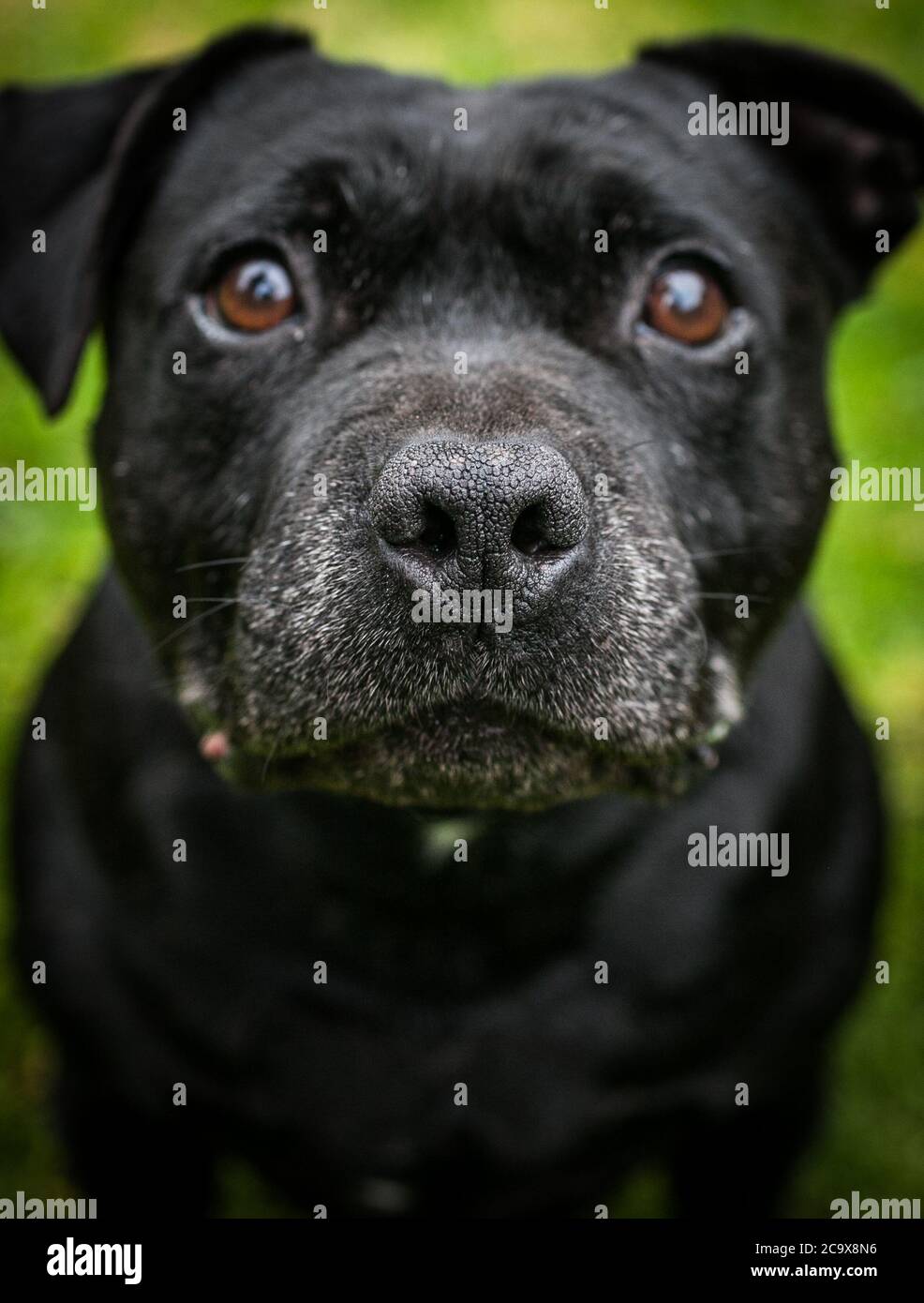 Friendly bull hi-res stock photography and images - Alamy