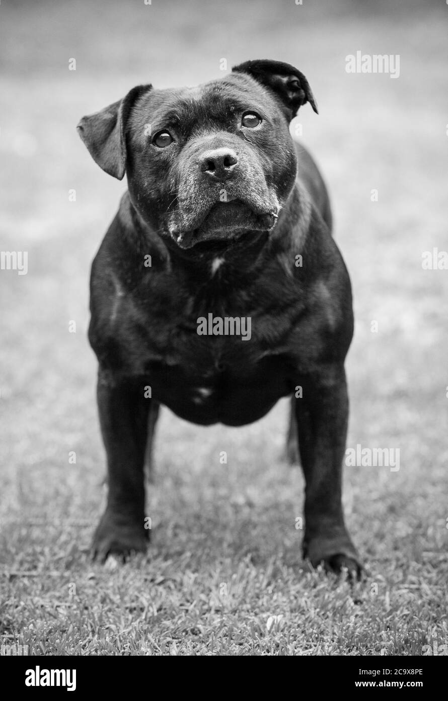 Black staffie Black and White Stock Photos & Images - Alamy