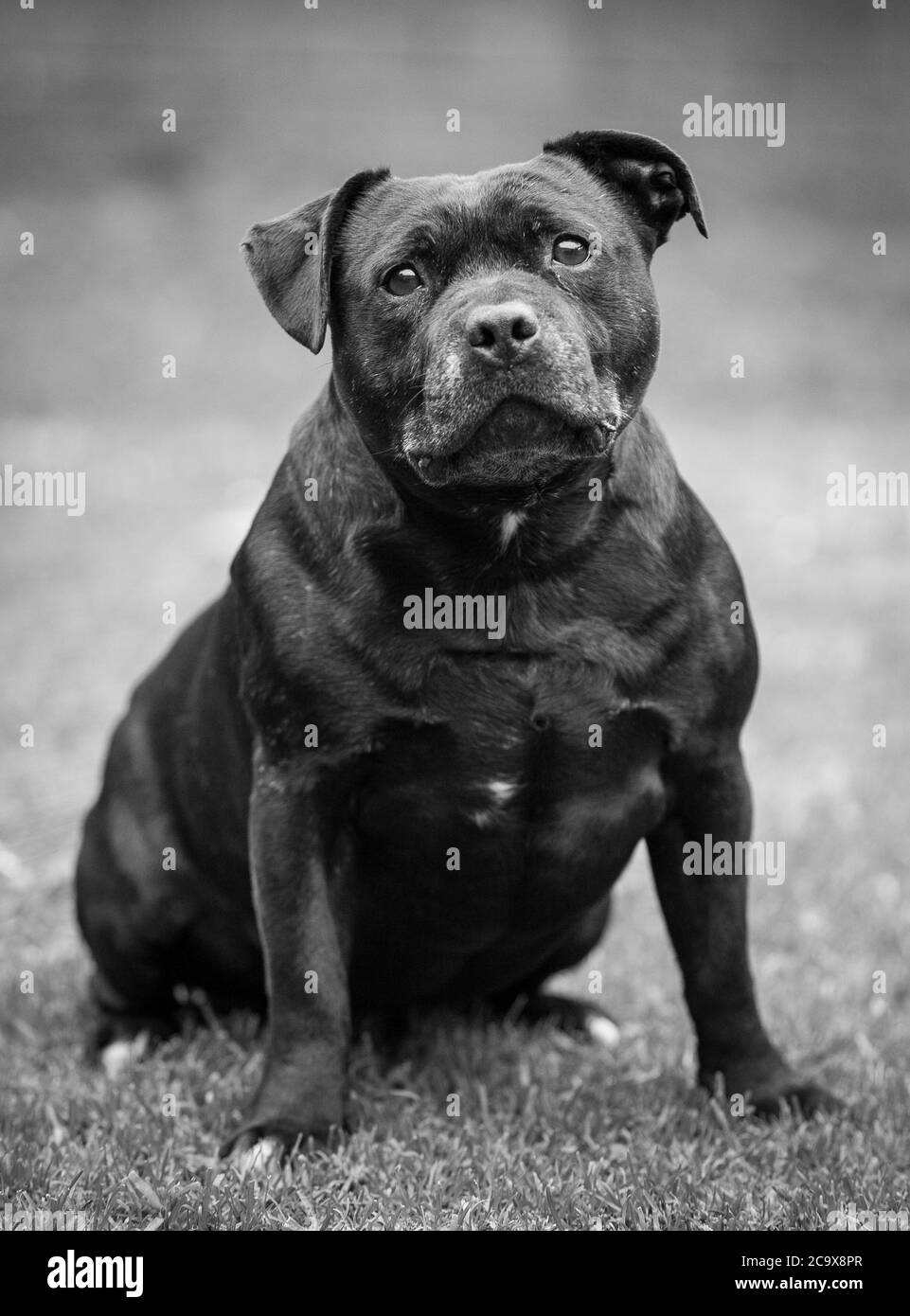 Happy staffy Black and White Stock Photos & Images - Alamy
