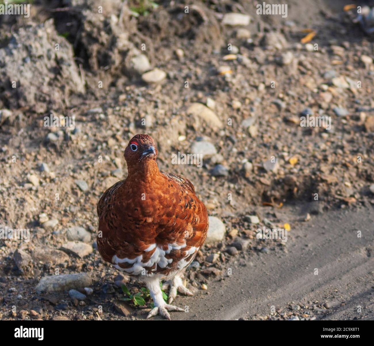 Alaska state bird hi-res stock photography and images - Alamy