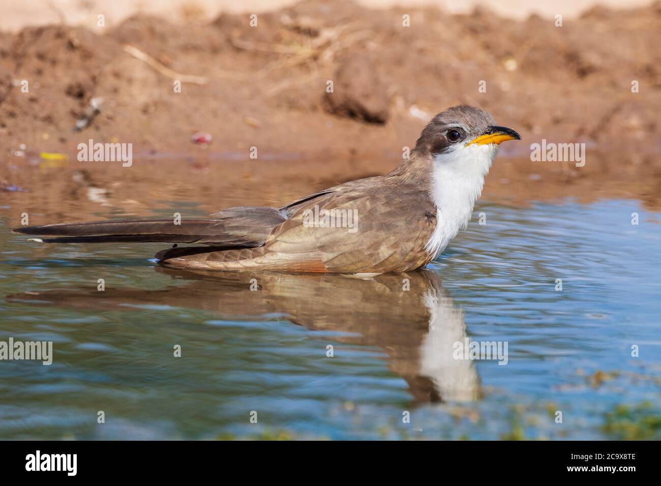 Western Yellow Billed Cuckoo