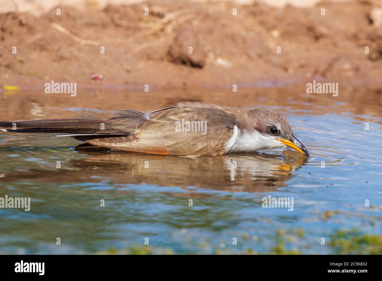 Yellow-billed Cuckoo, Coccyzus americanus, sometimes called the "rain ...