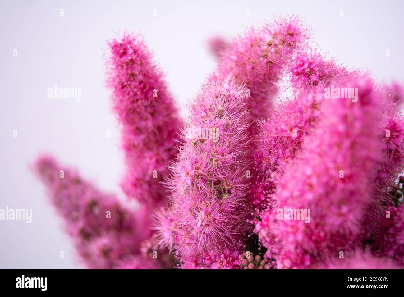 Pink Spirea flowers on bush. Spiraea flowers decorative gardening and ...