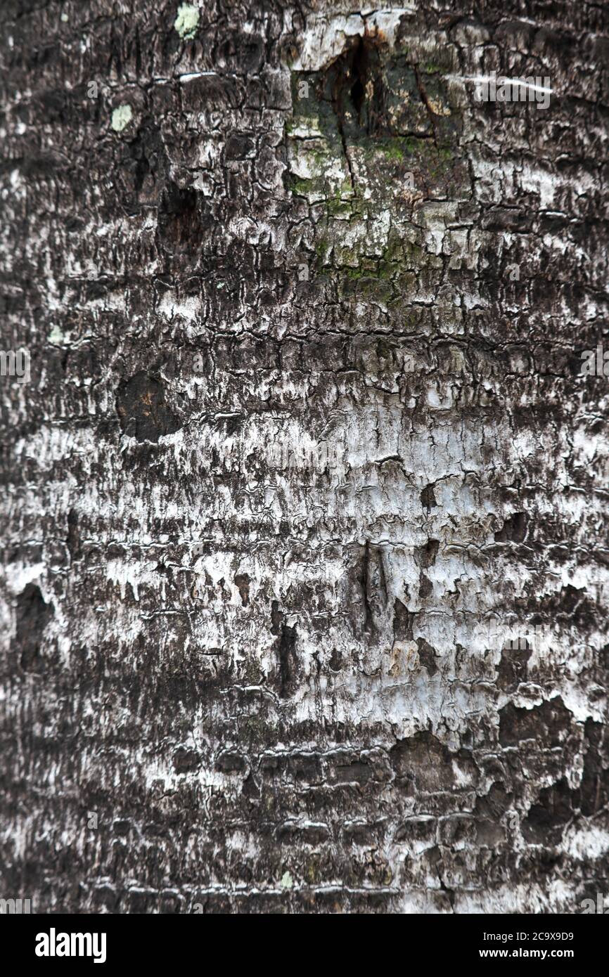 tree bark texture used backdrop or background Stock Photo - Alamy