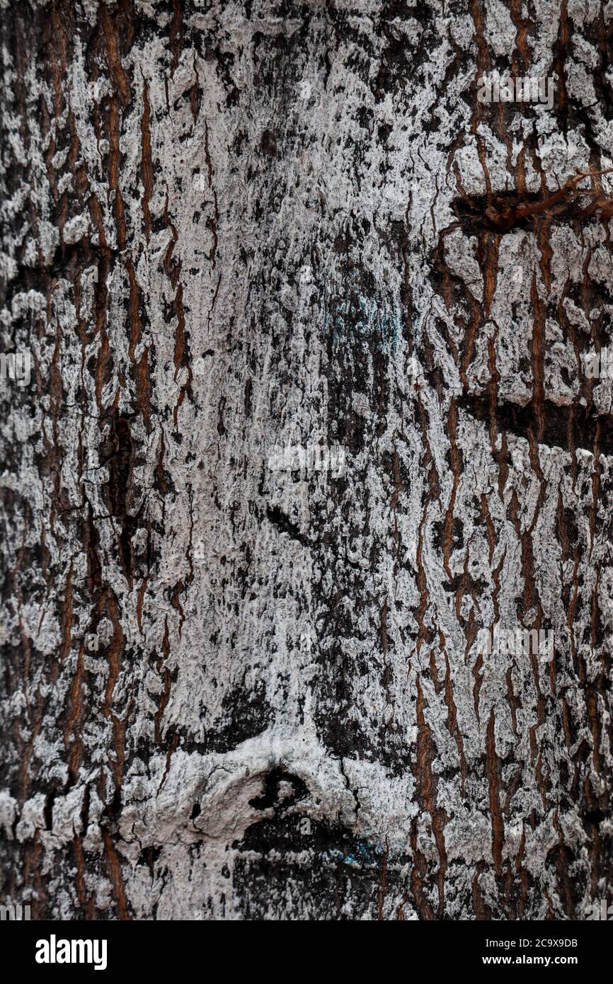 tree bark texture used backdrop or background Stock Photo - Alamy