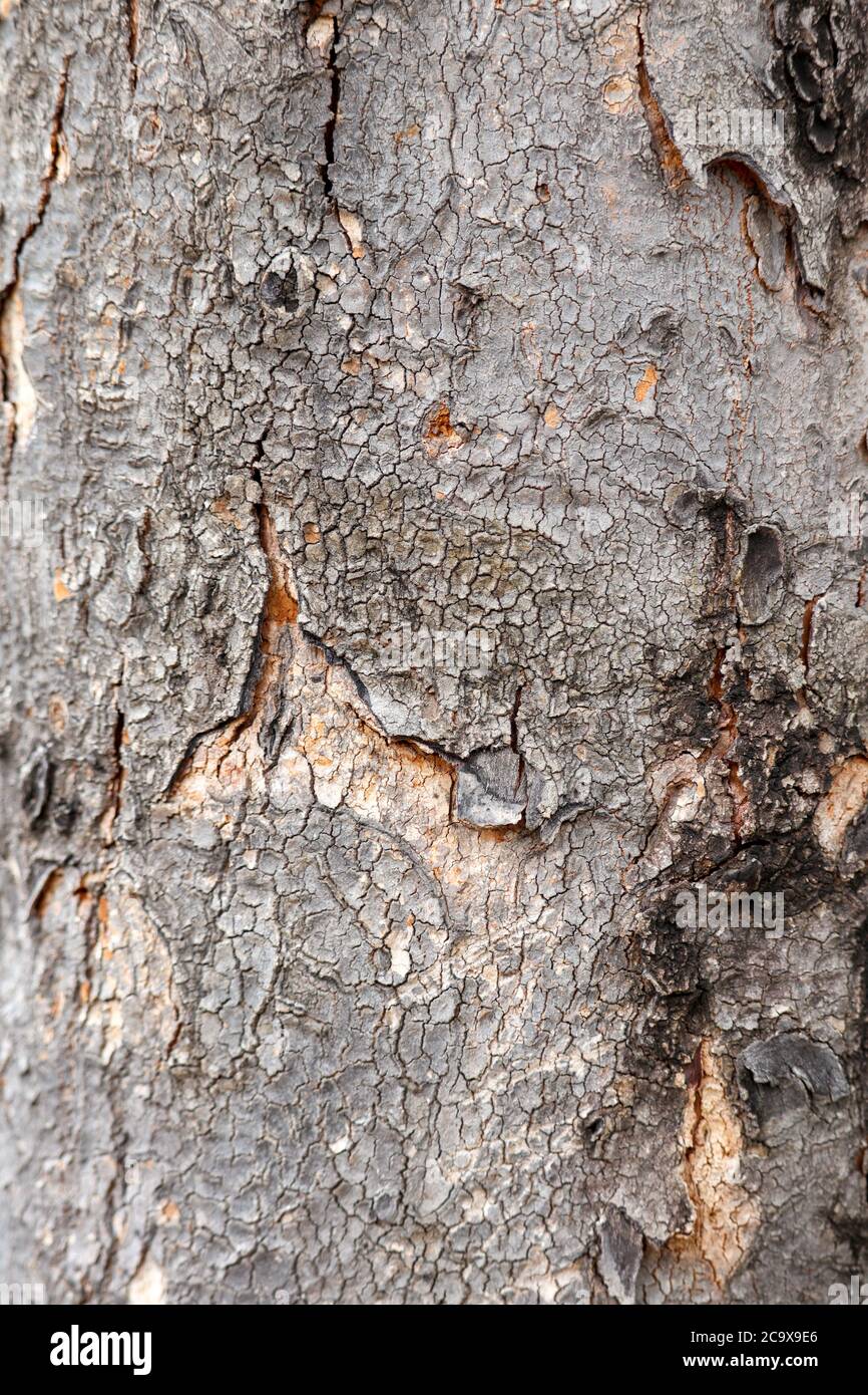tree bark texture used backdrop or background Stock Photo - Alamy