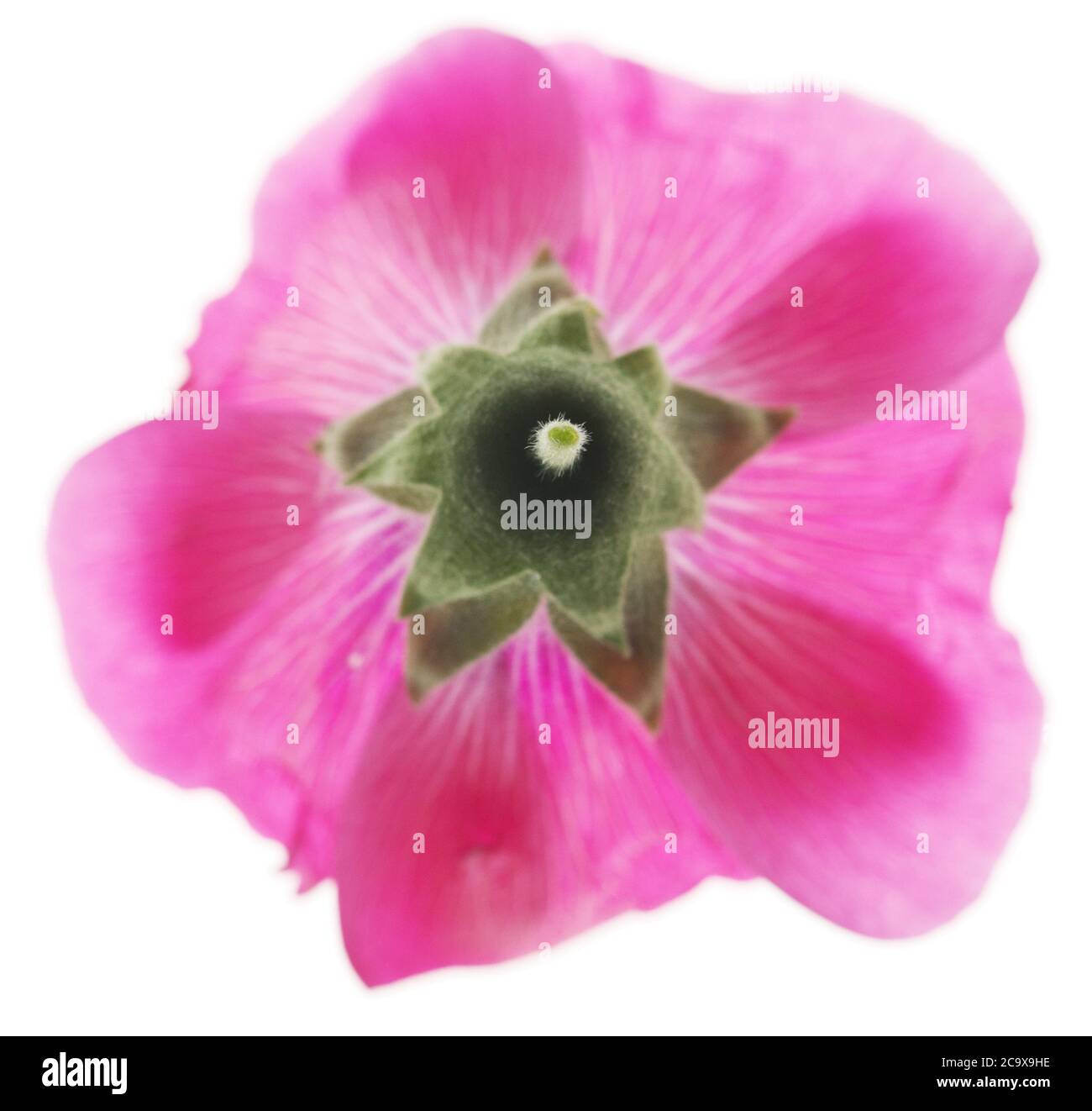 Back side of hibiscus flower hi-res stock photography and images - Alamy