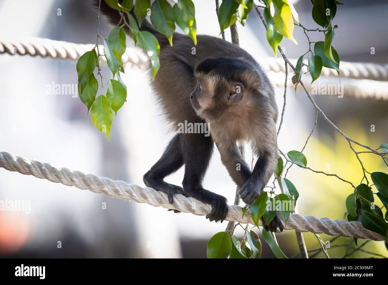 A Tufted Capuchin monkey walking on a rope in the sunshine Stock Photo ...