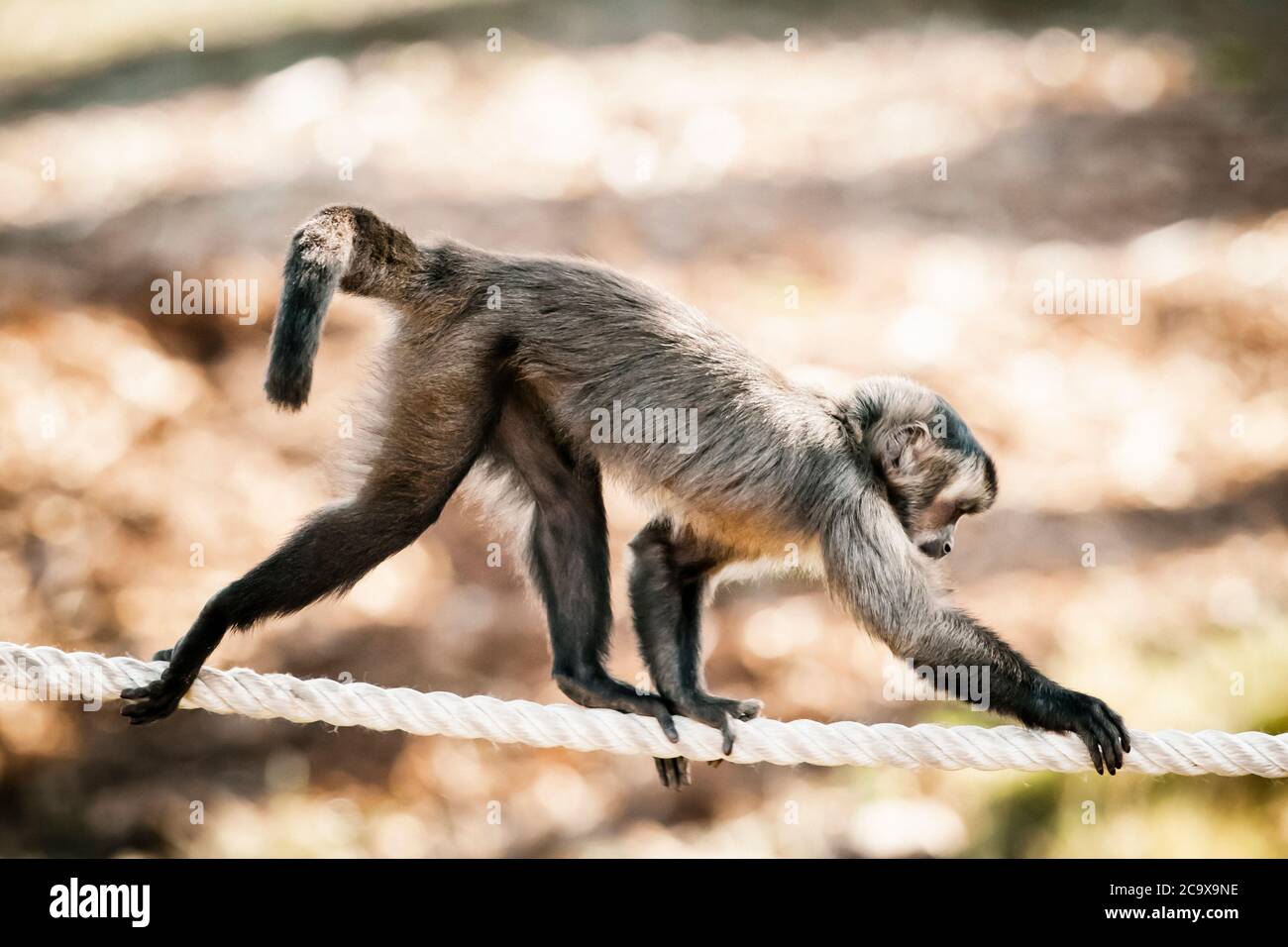 A Tufted Capuchin monkey walking on a rope in the sunshine Stock Photo ...