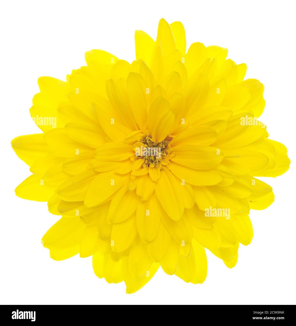 Yellow flower isolated on white background Stock Photo - Alamy