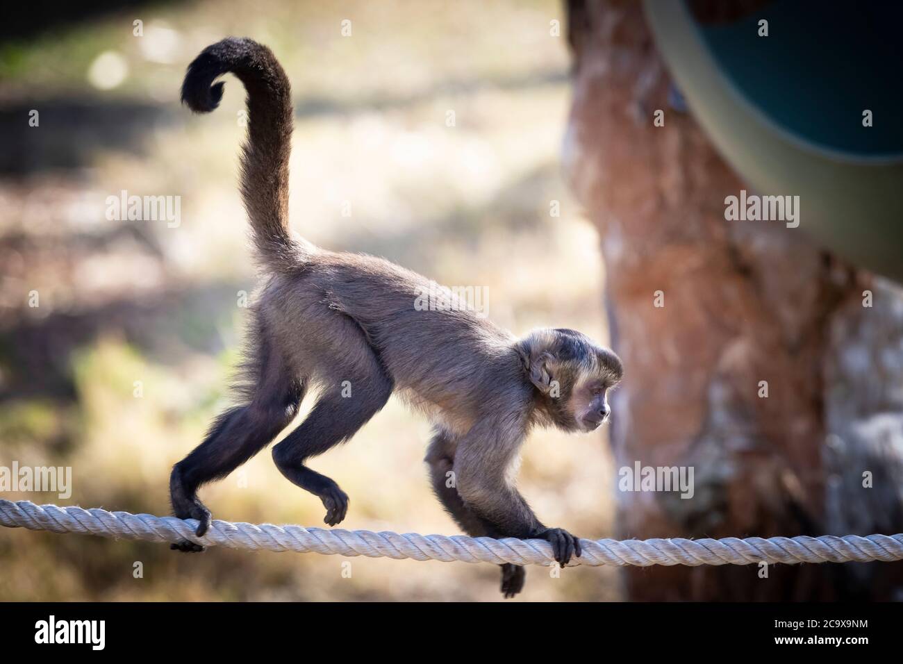 A Tufted Capuchin monkey walking on a rope in the sunshine Stock Photo ...
