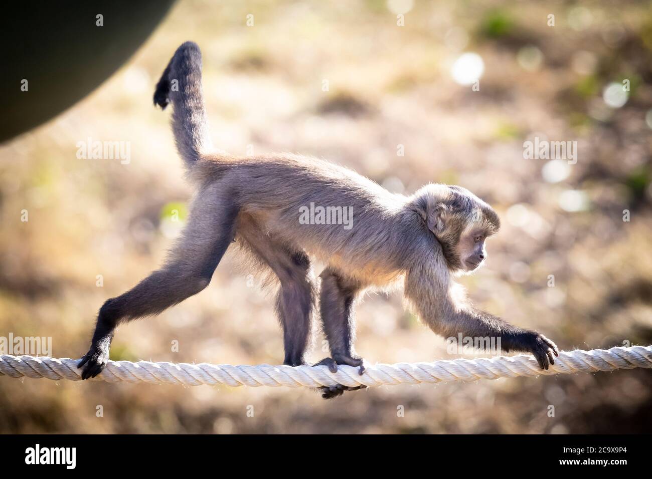 A Tufted Capuchin monkey walking on a rope in the sunshine Stock Photo ...