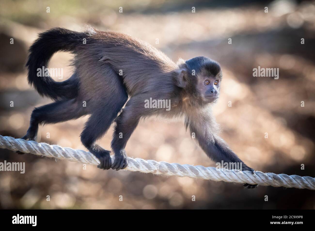 A Tufted Capuchin monkey walking on a rope in the sunshine Stock Photo ...