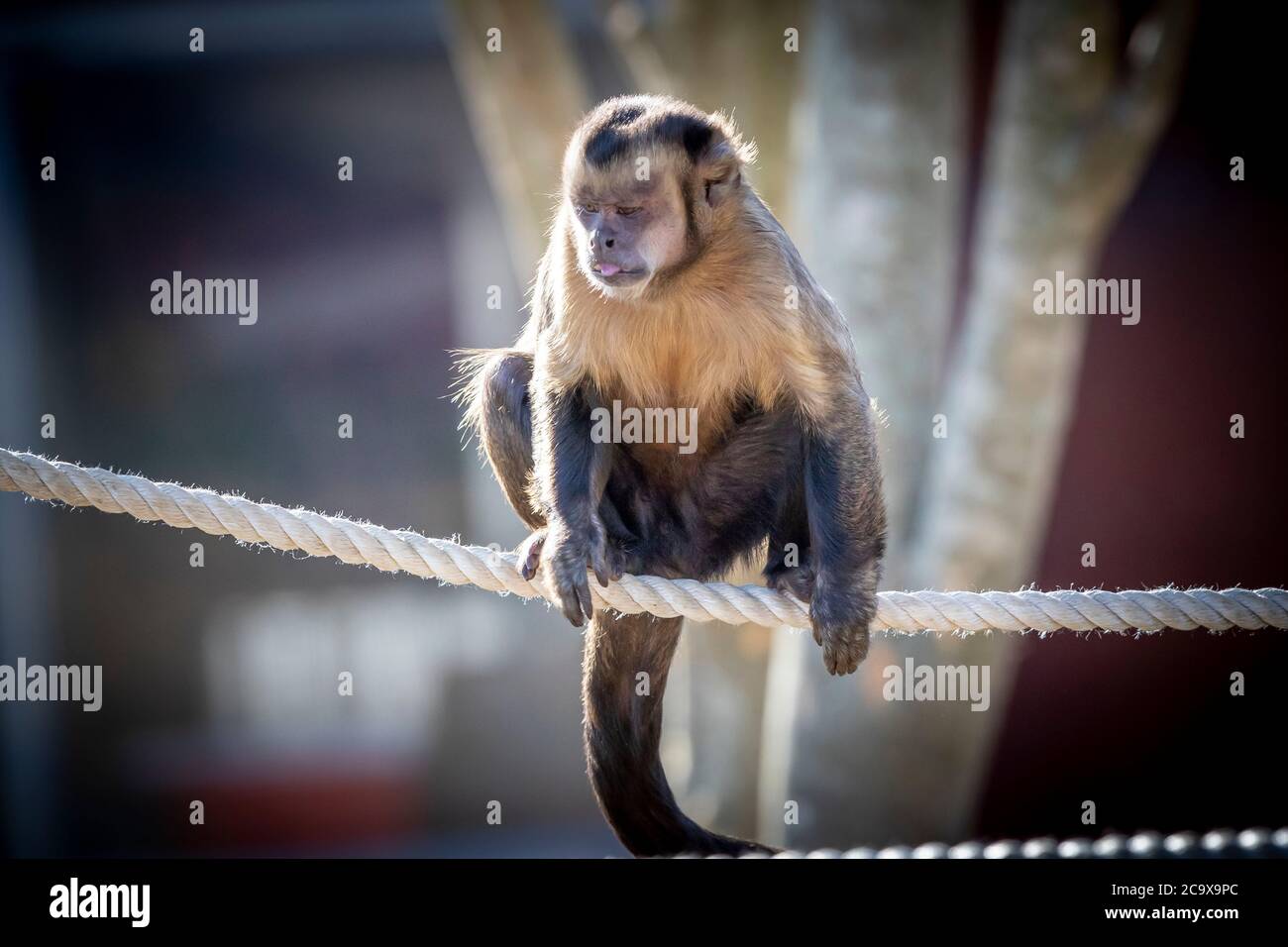 A Tufted Capuchin monkey walking on a rope in the sunshine Stock Photo ...