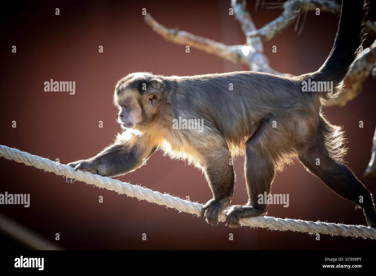 A Tufted Capuchin monkey walking on a rope in the sunshine Stock Photo ...
