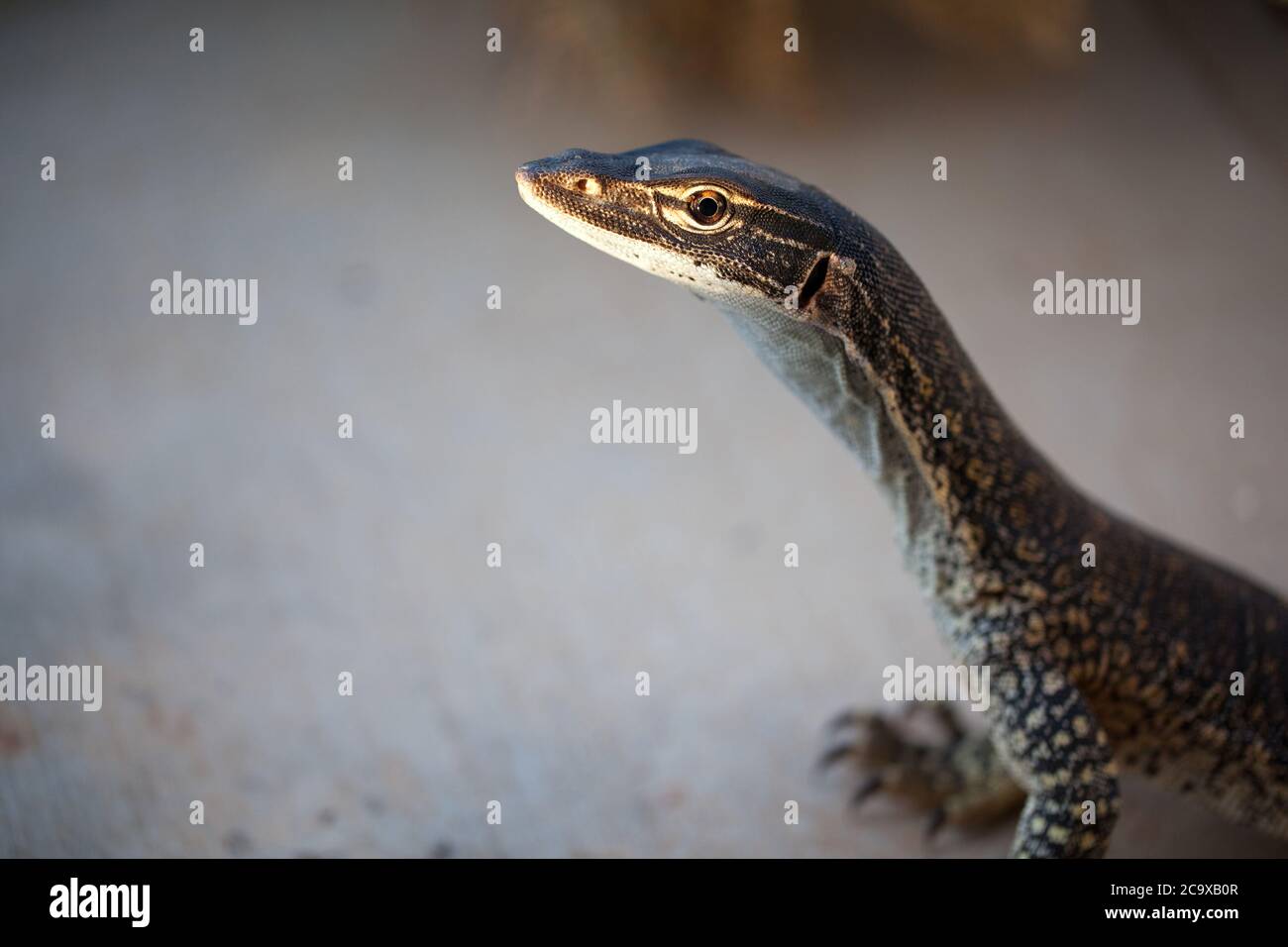 Gould's Monitor (Varanus gouldii ) in late afternoon light. February ...