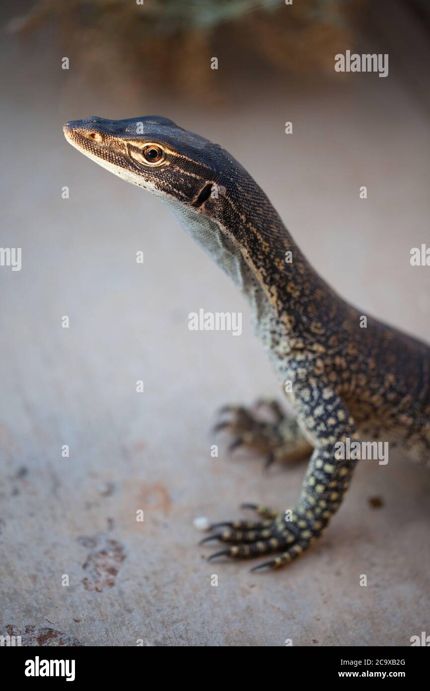 Gould's Monitor (Varanus gouldii ) in late afternoon light. February ...