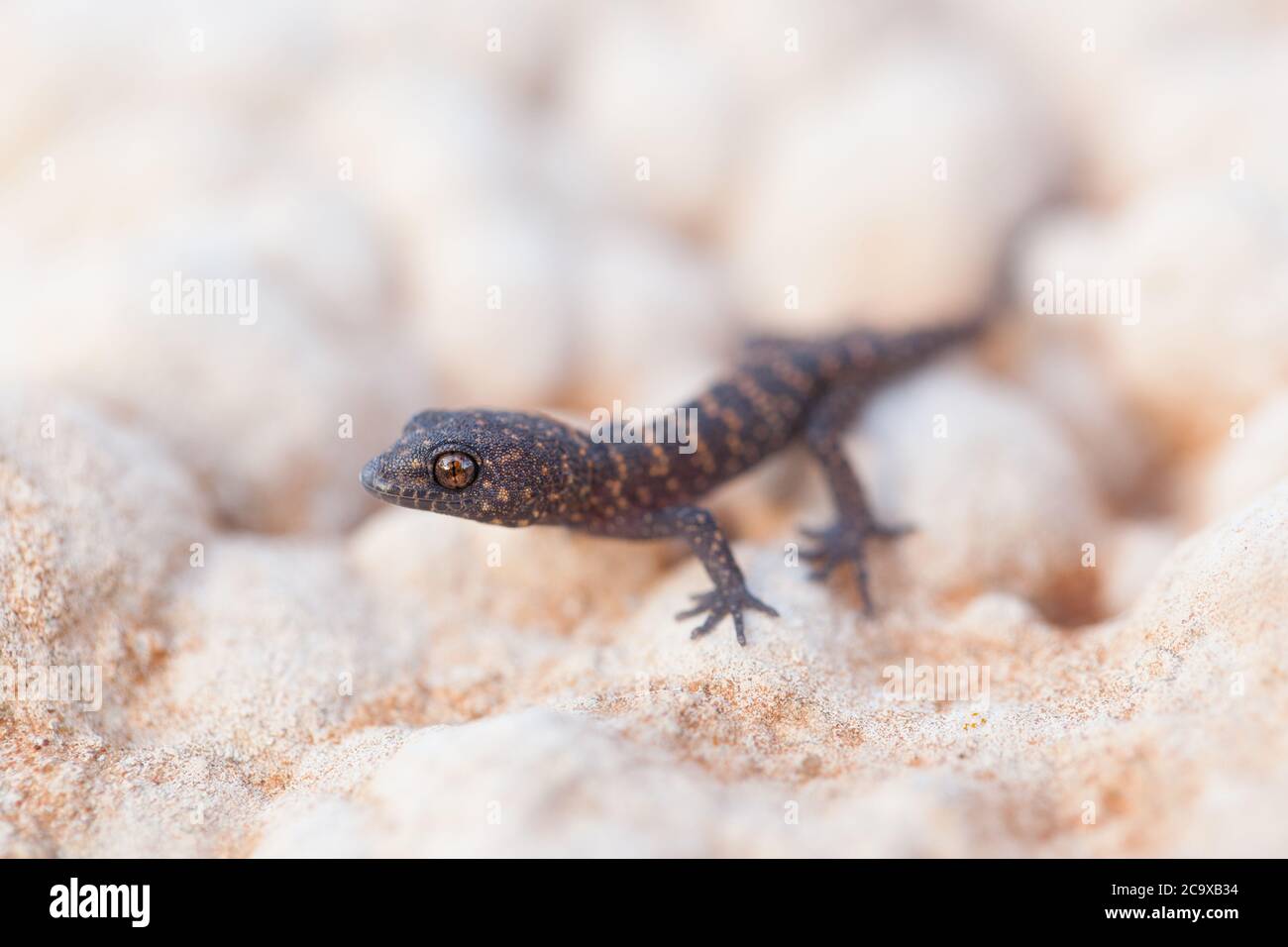 South australian rock lizards hi-res stock photography and images - Alamy