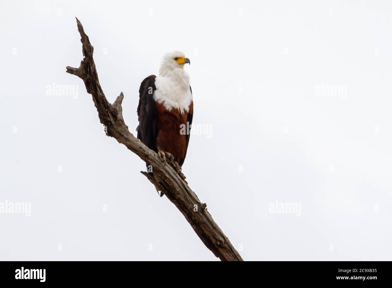 Nguni houseboat hi-res stock photography and images - Alamy