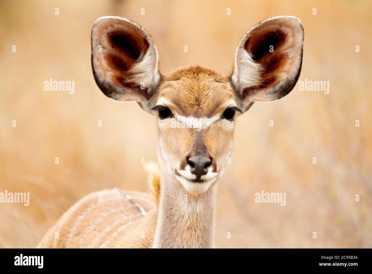 African antelope with curved horns hi-res stock photography and images ...