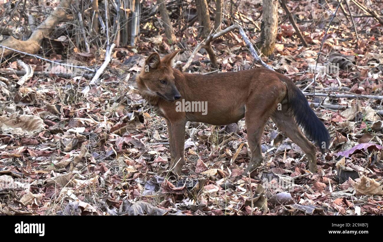side view of a male dhole at tadoba reserve in india Stock Photo - Alamy