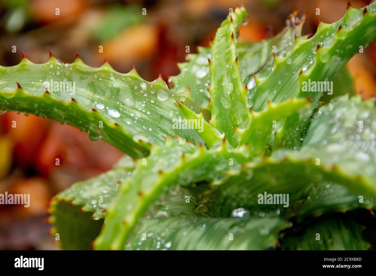 African cactus hi-res stock photography and images - Alamy